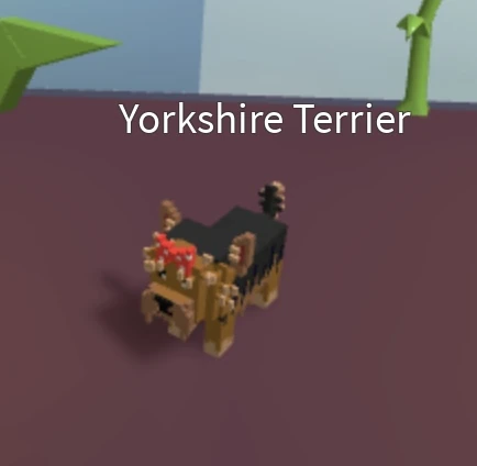 Yorkshire Terrier | Creatures Tycoon Wiki | Fandom