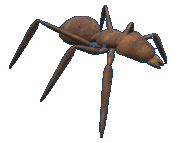 Ant | Creatures Wiki | Fandom