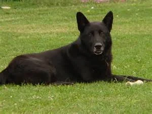 The black dog | Creepy pasta Halloween Wikia | Fandom