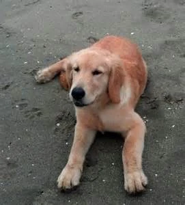 Road kill dog | Creepy pasta Halloween Wikia | Fandom