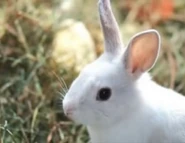 Pink Rabbit | Creepy Videos Wikia | Fandom