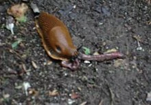 Slug | Creepy Crawlies Wiki | Fandom