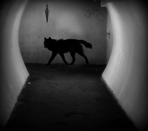 SCP-023 - Cachorro Preto | Creepypasta br Wiki | Fandom
