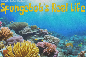SpongeBob's Real Life | Creepypasta Land Wiki | Fandom