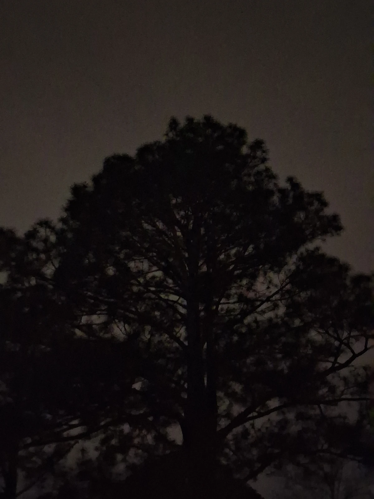 The Tree That Screamed Nonstop | Creepypasta Wiki | Fandom