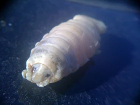 SCP-150 | Wiki Creepypasta | Fandom