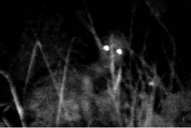 Die Geschichte Der Rake Kreatur Filmkritik: “The Crow – Die