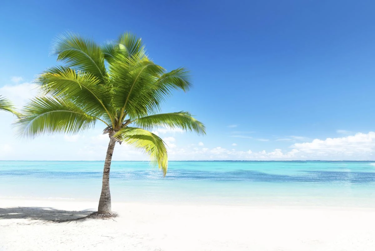 Mirage Tree | Creepypasta Wiki | Fandom