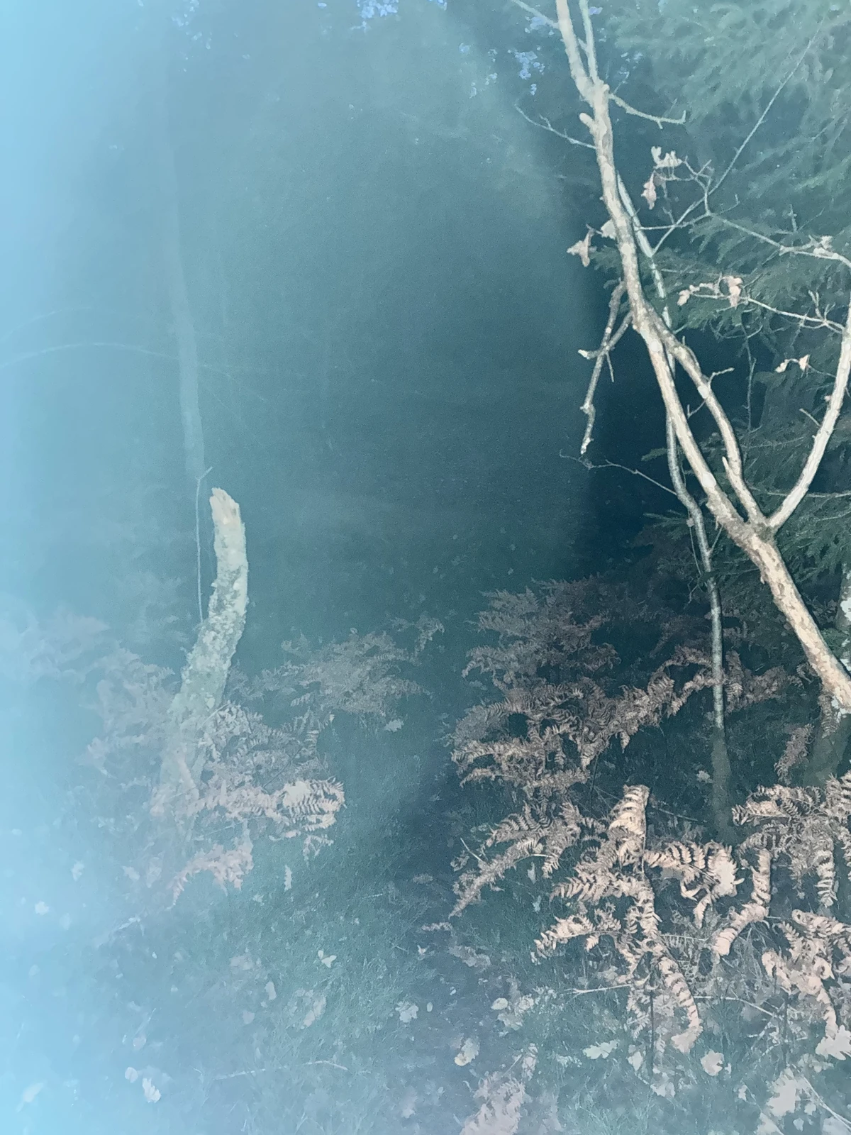 Wildred | Creepypasta Wiki | Fandom