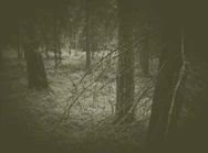 The Old Mossbeard | Creepypasta Wiki | Fandom