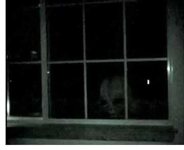 Creepypasta The Thing In The Window