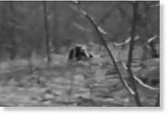 The Legend of Michigan's Dogman | Creepypasta Wiki | Fandom