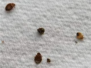 Dang Bugs | Creepypasta Wiki | Fandom