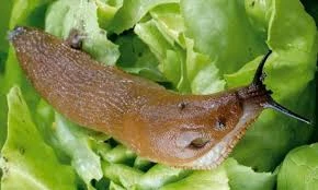The Season of Slugs | Creepypasta Wiki | Fandom