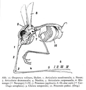 Los Rhinogrades o Snouters | Wiki Creepypasta | Fandom