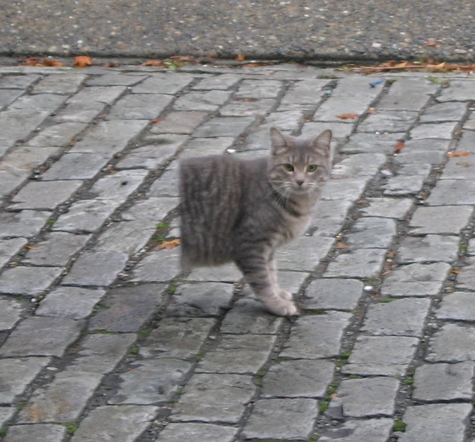 SCP-529 | Wiki Creepypasta | Fandom