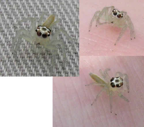 SCP-632 | Wiki Creepypasta | Fandom