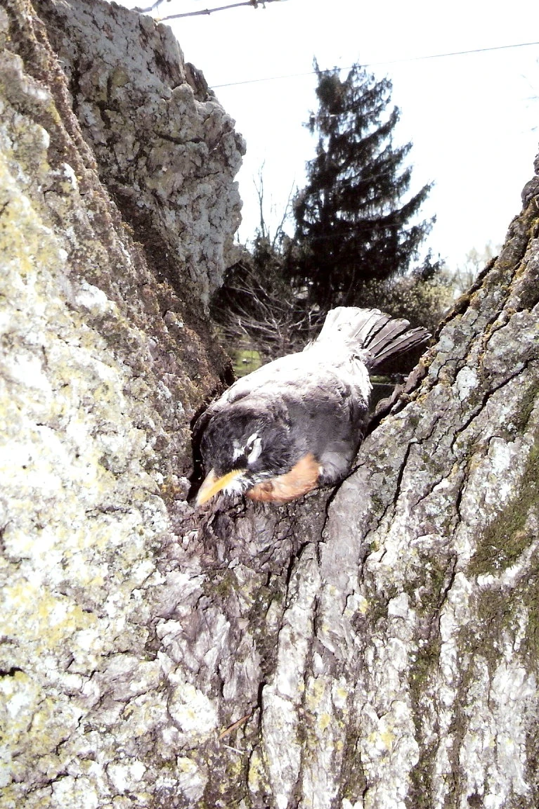 The Lichen Beast | Creepypasta Wiki | Fandom