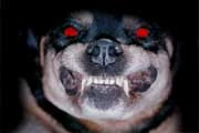 El perro de Lucifer | Wiki Creepypasta | Fandom