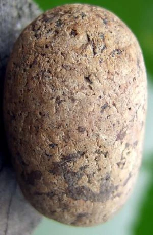 SCP-283 | Wiki Creepypasta | Fandom