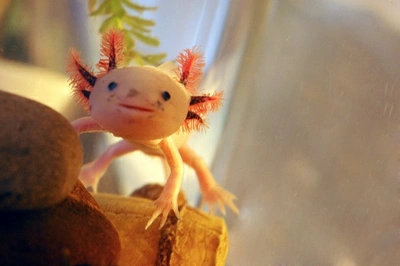 SCP-1371 | Wiki Creepypasta | Fandom