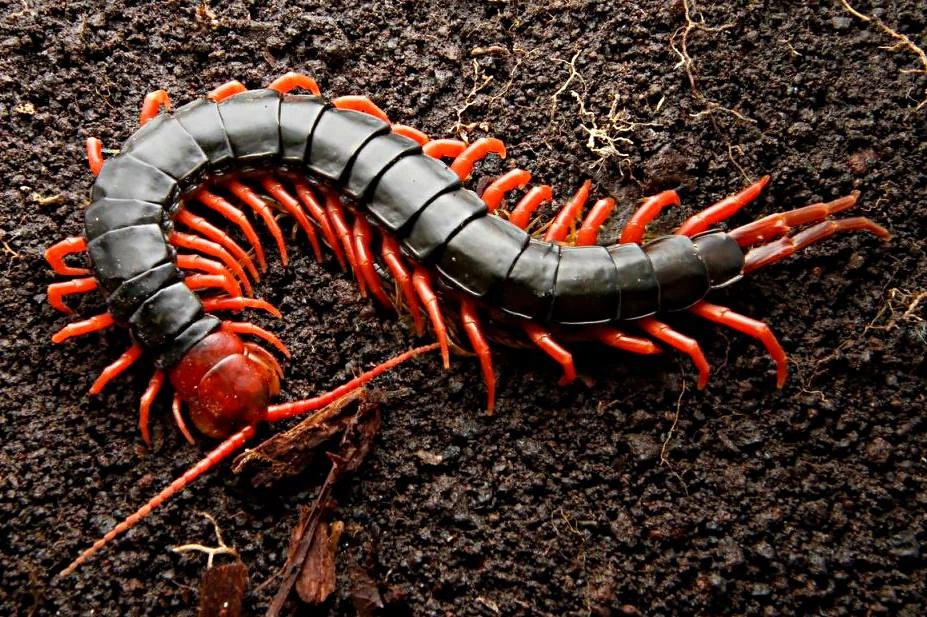 The young Mukade | Wiki Creepypasta | Fandom