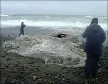 SCP-427 | Wiki Creepypasta | Fandom