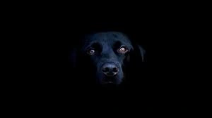 El perro del Diablo | Wiki Creepypasta | Fandom