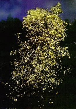 SCP-ES-004 | Wiki Creepypasta | Fandom