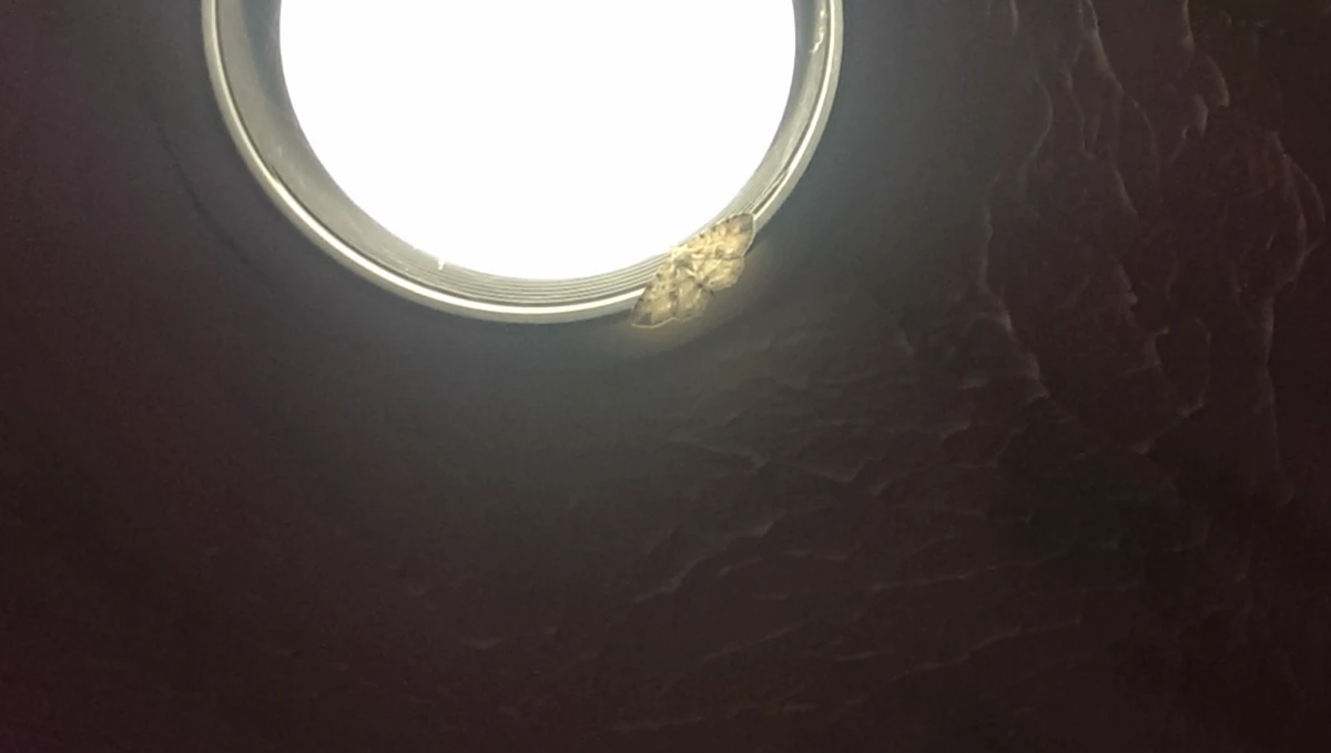 SCP-2598 | Wiki Creepypasta | Fandom