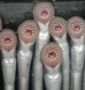 SCP-218 | Wiki Creepypasta | Fandom