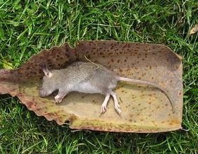 Dead Rat | Wiki Creepypasta | Fandom