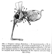 Los Rhinogrades o Snouters | Wiki Creepypasta | Fandom