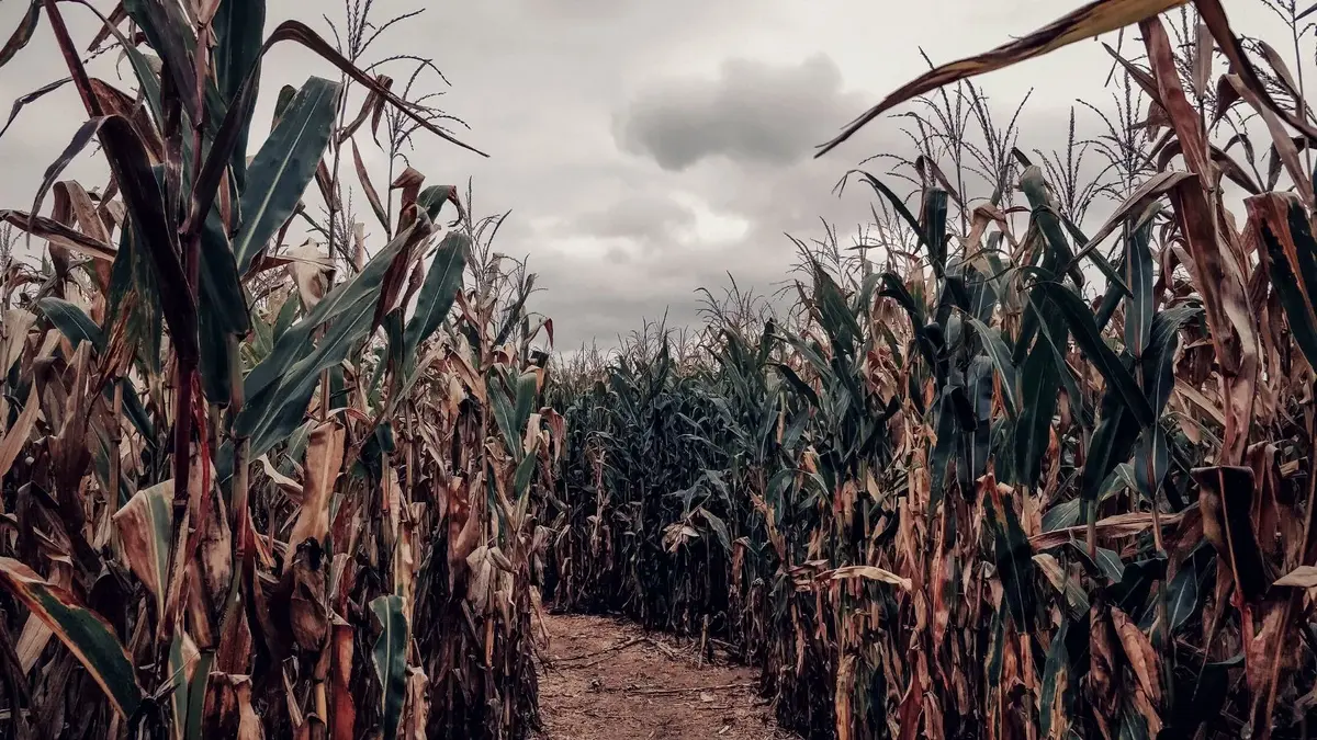 I Found Something Horrific in a Corn Maze | Creepypasta Wiki | Fandom