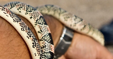 SCP-533 | Wiki Creepypasta | Fandom