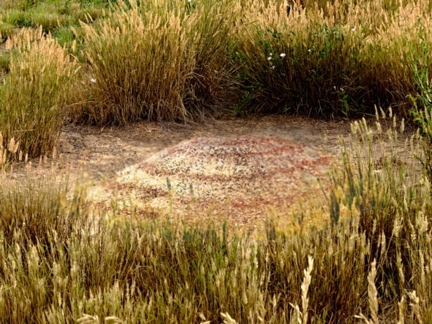 SCP-2977 | Wiki Creepypasta | Fandom