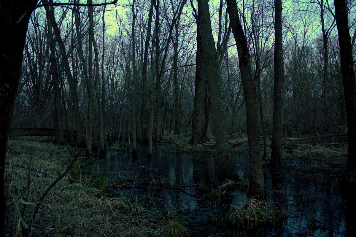 Into the Bog | Creepypasta Wiki | Fandom