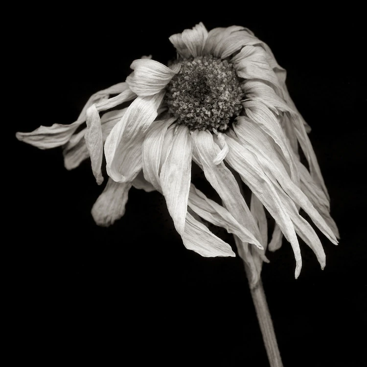 The Dead Flower | Creepypasta Wiki | Fandom