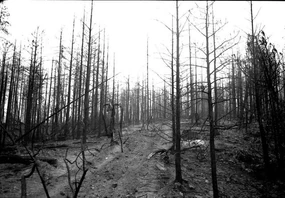 The Slender Man | Creepypasta Classics Wiki | Fandom