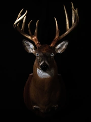 Ta'xet | CreepypastasOC Wiki | Fandom