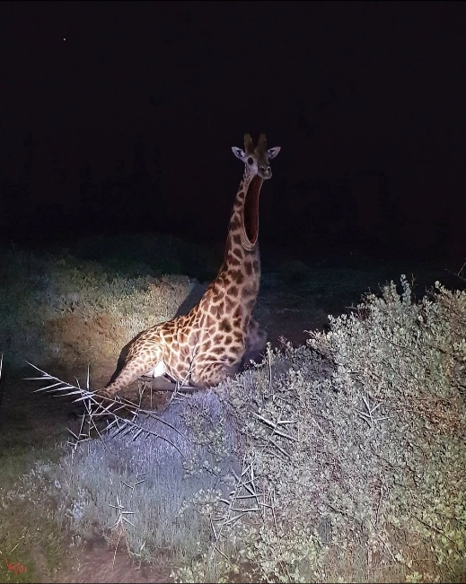 El experimento 567 | Creepypasto Wiki | Fandom