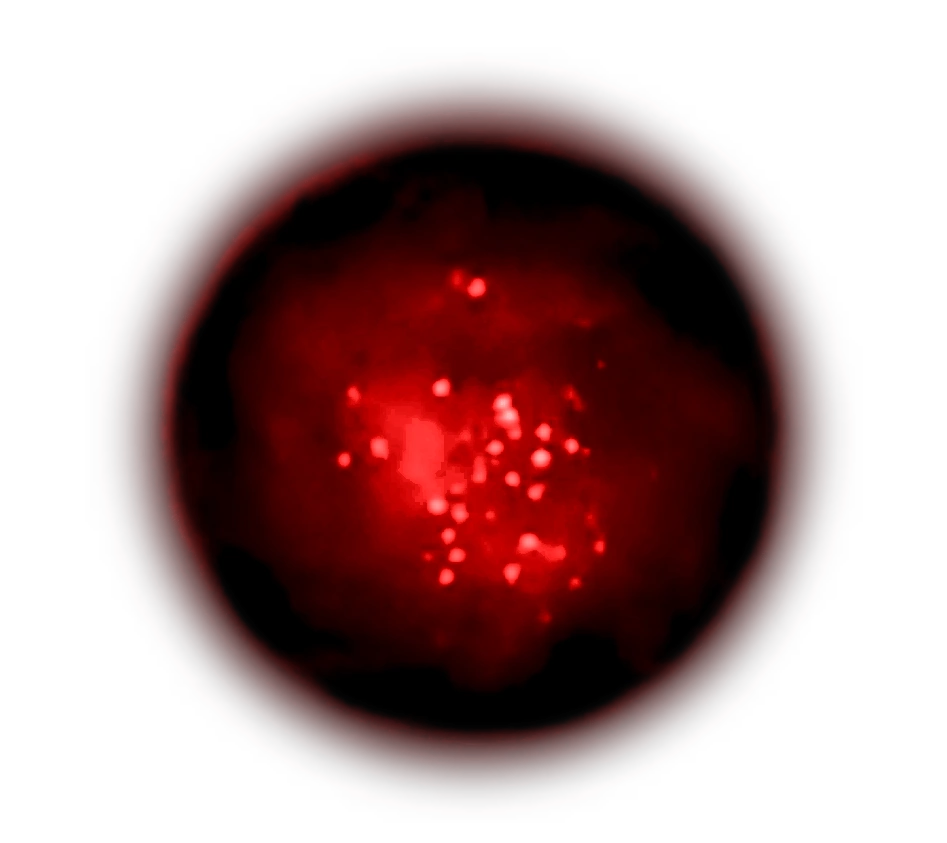 THE CRIMSON | Crimson Database Wiki | Fandom