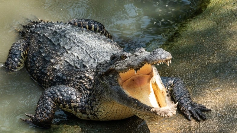 Enraged Crocodile Destroys Lawnmower To Get Back At Noisy Zookeeper ...