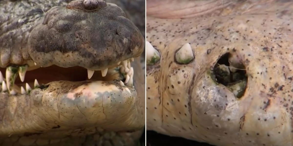 Bondi Vet has to remove three teeth from saltwater croc’s mouth ...