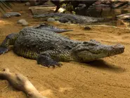 Crocodile | Crocodile Wiki | Fandom