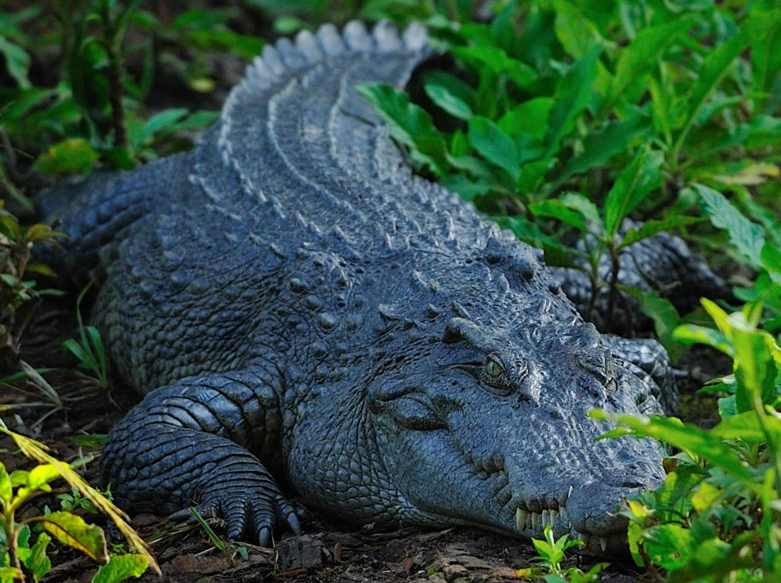 Siamese Crocodile | Crocodiles Wiki | Fandom