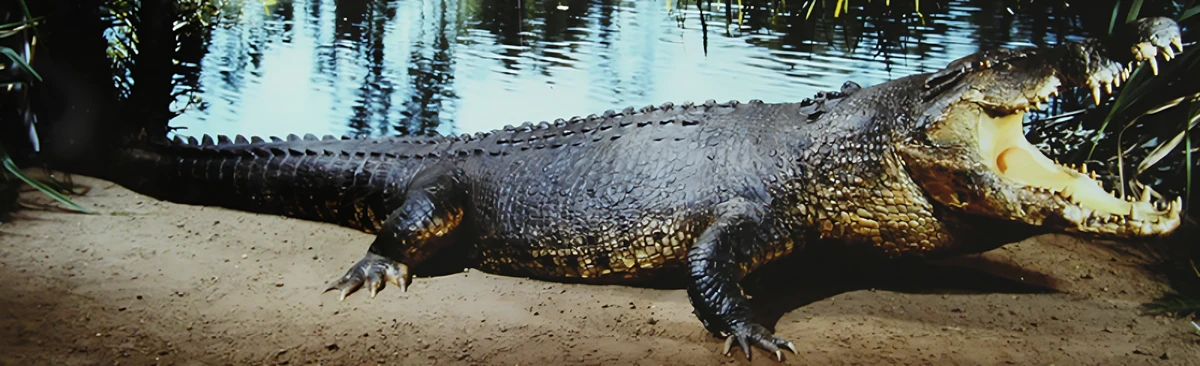 Sweetheart | Crocodiles Wiki | Fandom
