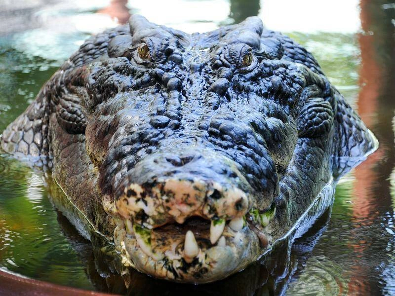 Cassius | Crocodiles Wiki | Fandom