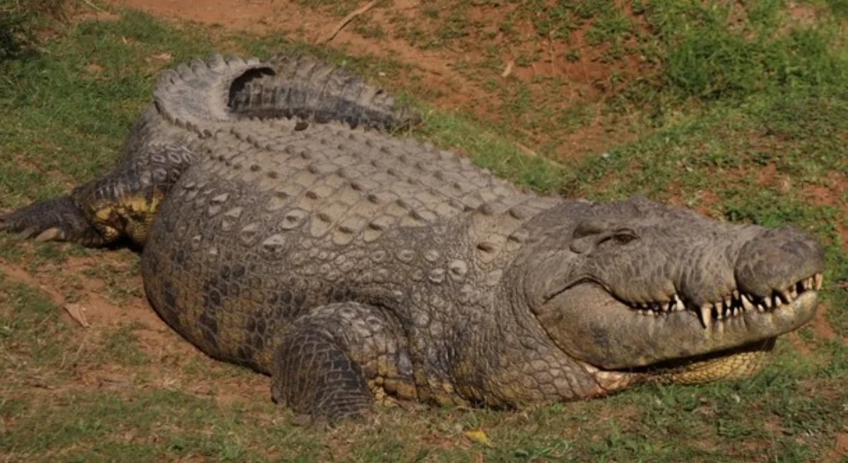 Henry | Crocodiles Wiki | Fandom