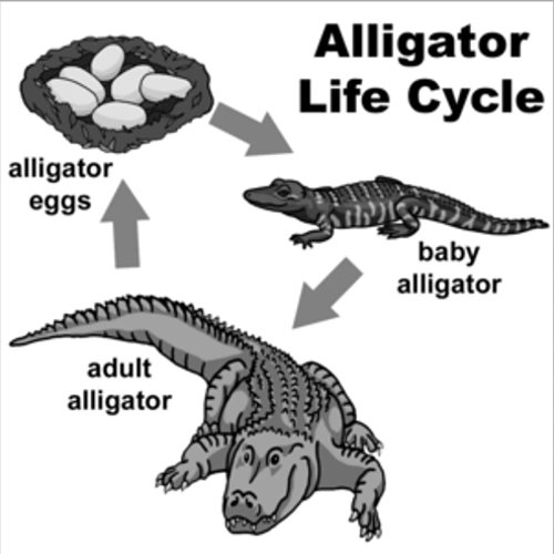 Alligator | Crocodiles Wiki | Fandom